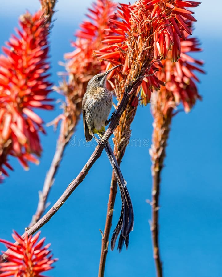 Cape Sugarbird stock photo. Image of plants, brown, perched - 145808402