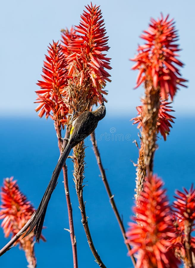 Cape Sugarbird stock image. Image of flowers, plants - 145808469