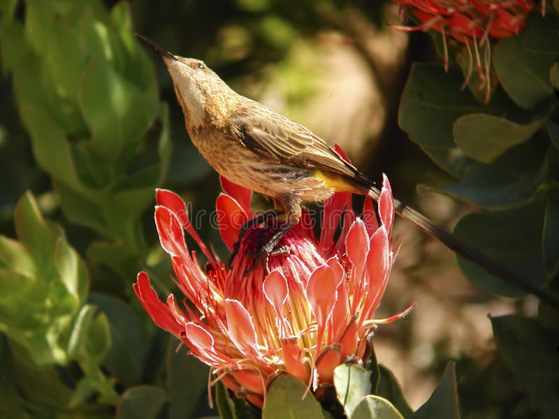 Cape Sugarbird, Promerops Cafer, Perched on a Flower Stock Image ...