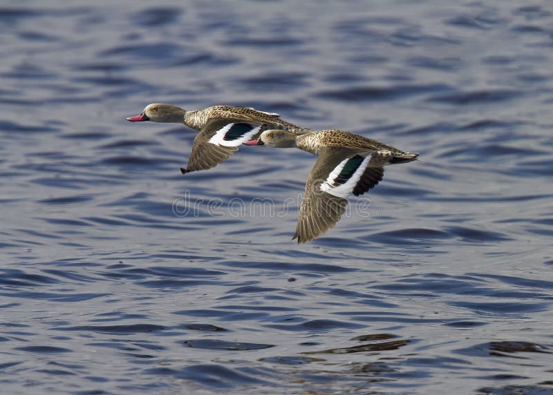 Two Cape Teal Anas Capensisducks Flying Stock Image - Image of ...