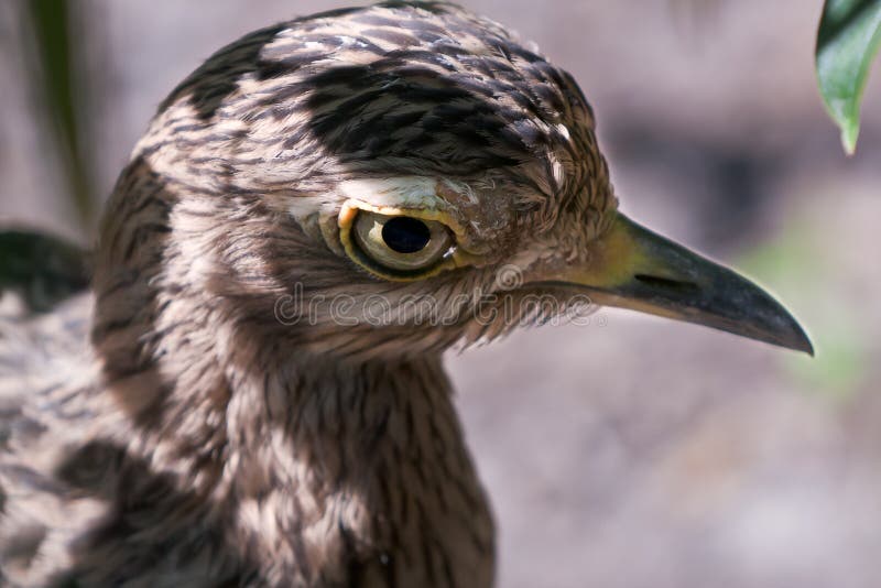Cape Thick Knee Bird with Missing Feathers Stock Photo - Image of life ...