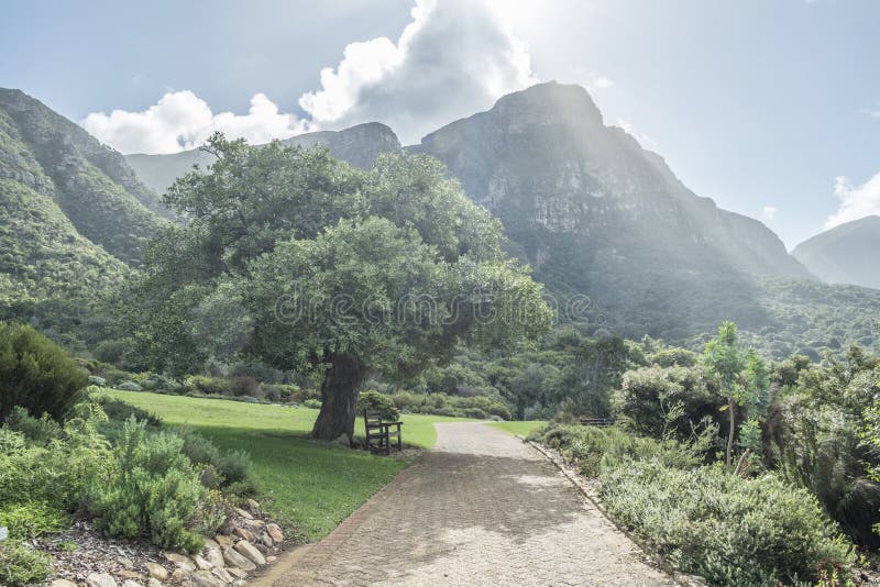 Cape town botanic garden stock photo. Image of gardens - 87470590