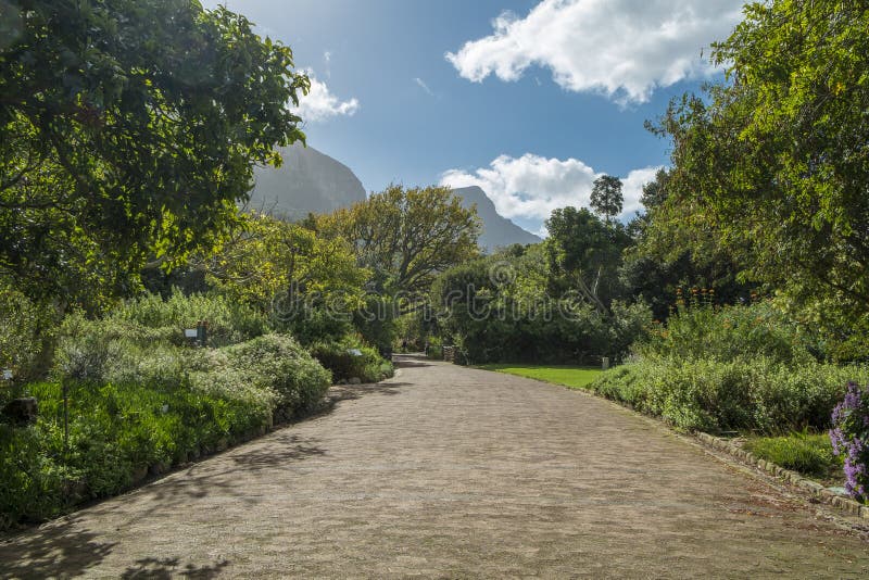 Cape town botanic garden stock photo. Image of path, beauty - 87461218