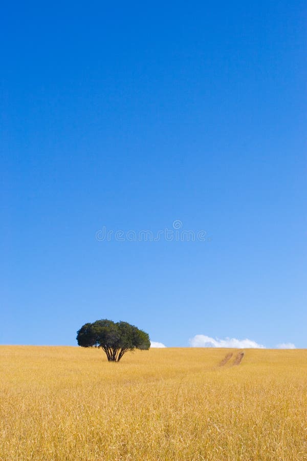 Cape Trees #1 stock photo. Image of outdoor, plants, yellow - 199556