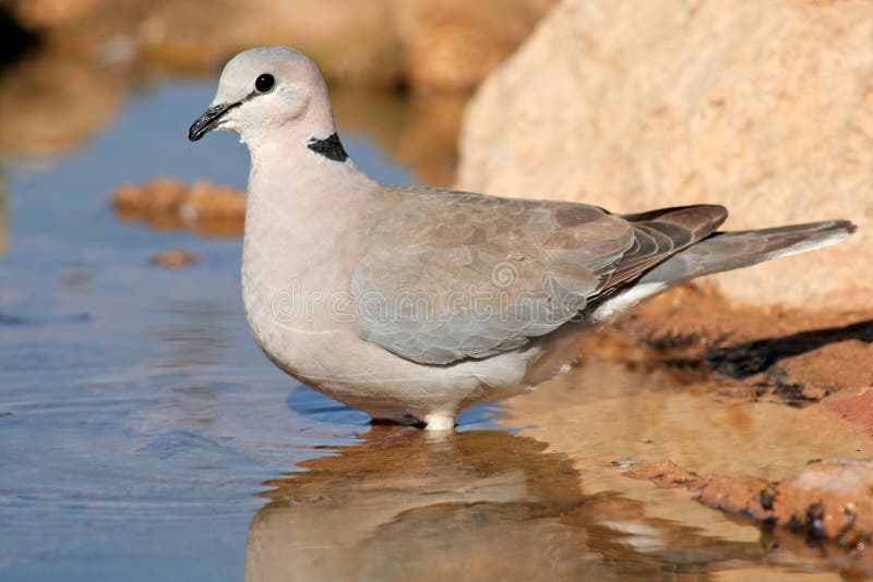 Cape turtle dove in flight stock image. Image of kgalagadi - 15599339