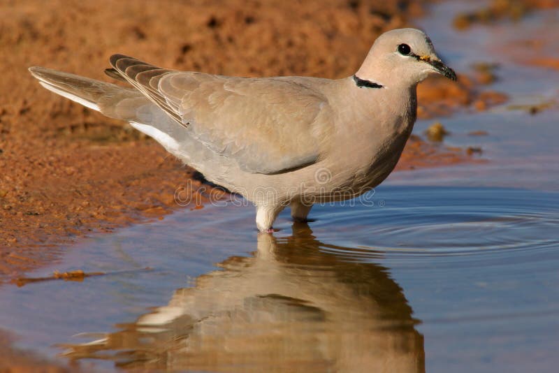 Cape turtle dove in flight stock image. Image of kgalagadi - 15599339