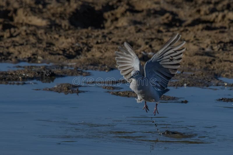 Cape Turtle Dove Taking Off Stock Image - Image of turtledove, cape ...