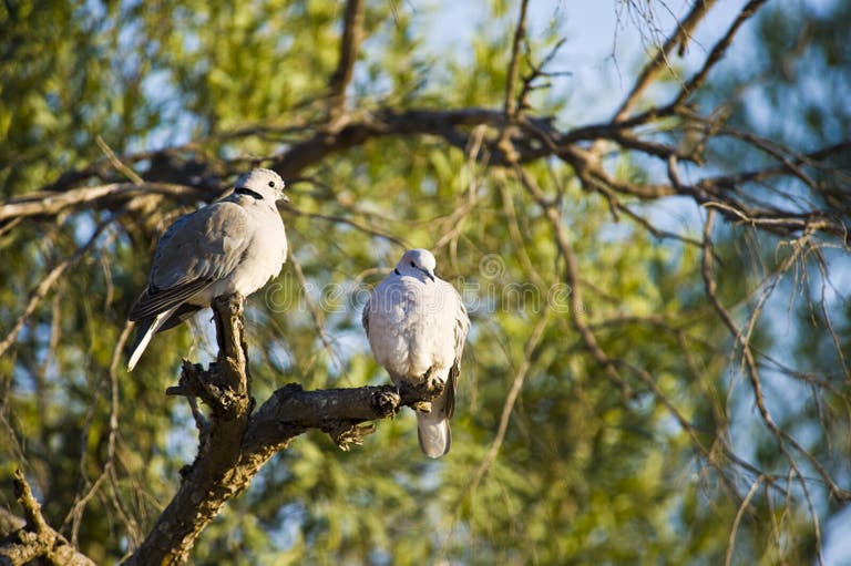 209 Two Turtle Doves Stock Photos - Free & Royalty-Free Stock Photos ...