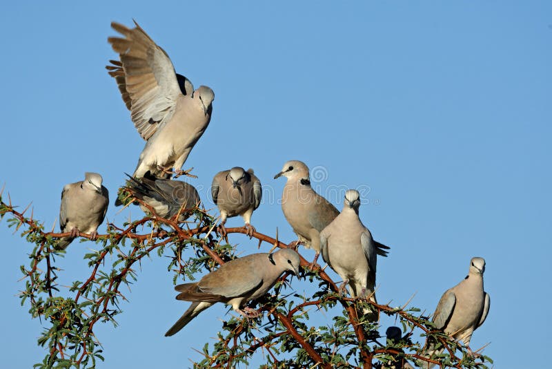 Cape turtle dove in flight stock image. Image of kgalagadi - 15599339