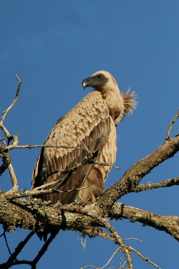 Cape Vulture stock photo. Image of bird, prey, animal - 19707552