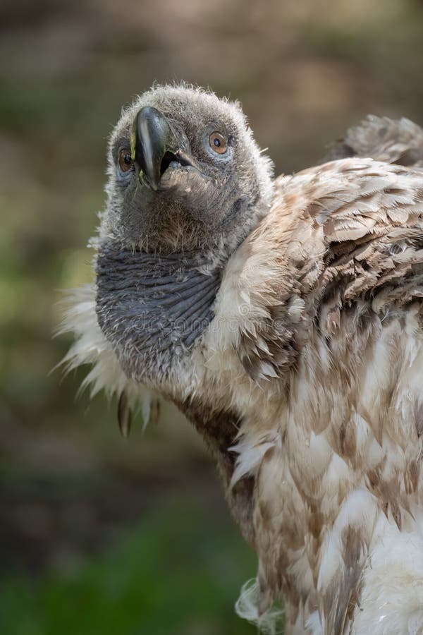 Cape Vulture Chick stock image. Image of botswana, buzzard - 273806275