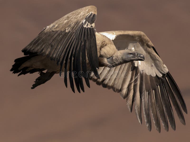 Cape Vulture Flapping Its Wings in Full Flight Stock Image - Image of ...