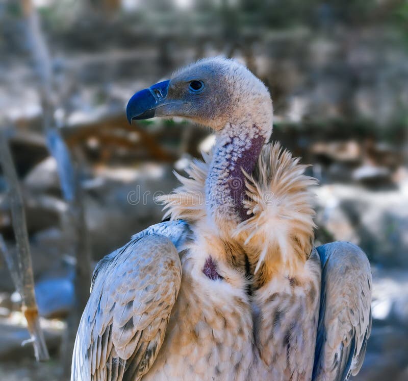 Cape Vulture in the bush stock photo. Image of pray - 161427970