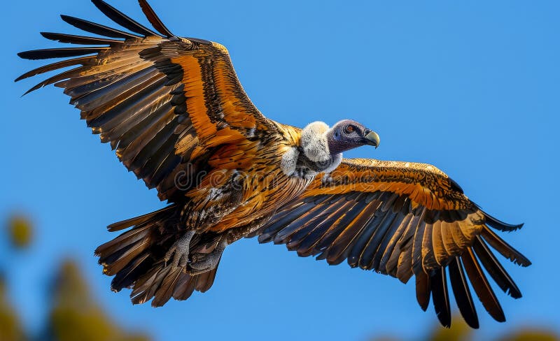 Cape Vulture Spreads Its Wings while Flying in the Sky Stock Photo ...