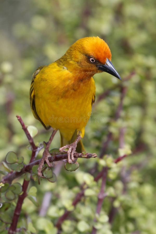 Cape Weaver Bird stock image. Image of hanging, wing - 11035773