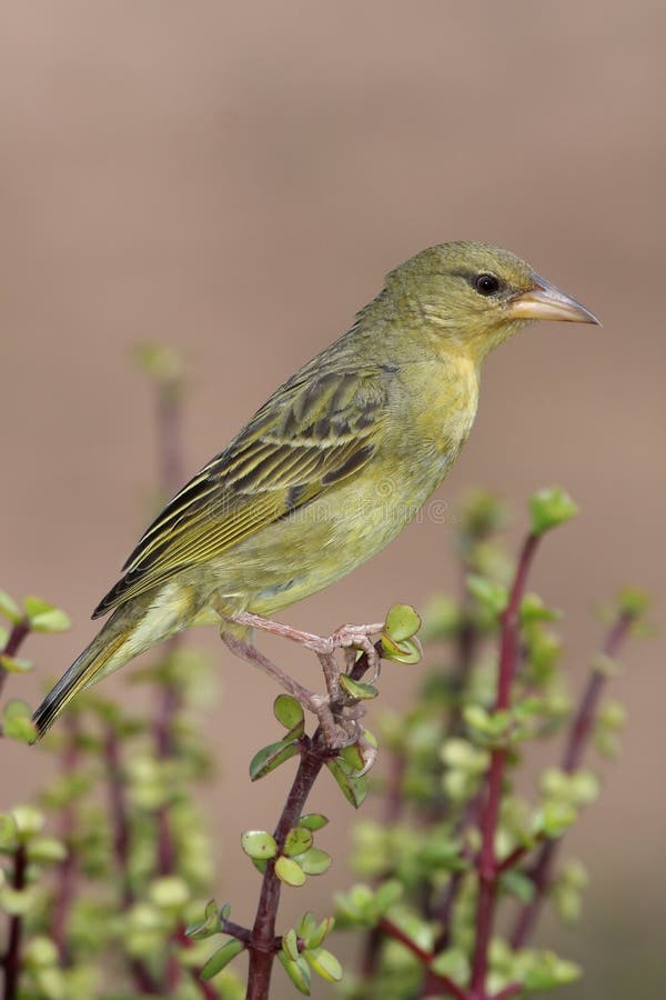 Cape Weaver Bird Hen stock photo. Image of spekboom, animal - 11049700