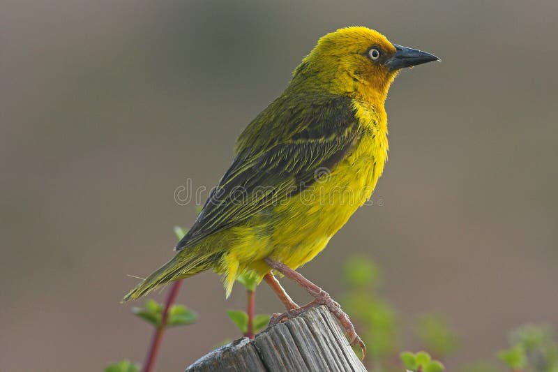 Cape Weaver Male stock photo. Image of bird, game, weaver - 998676