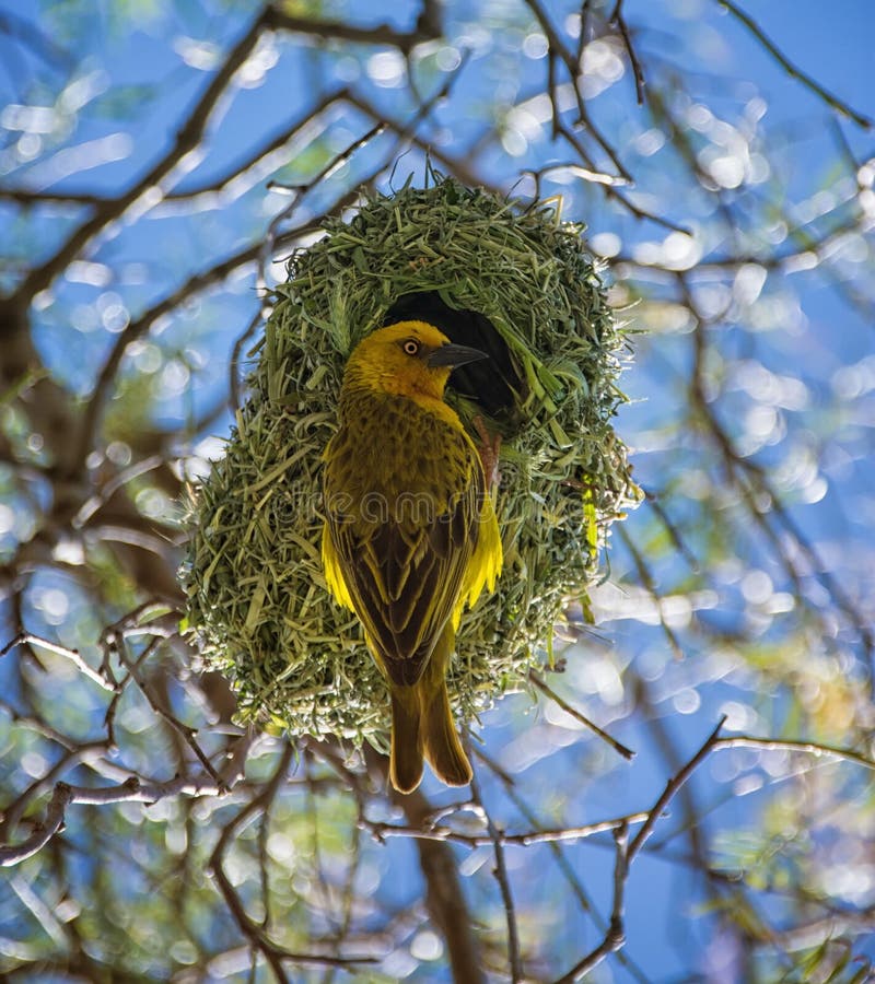 Cape Weaver stock photo. Image of green, branch, intricate - 92160024
