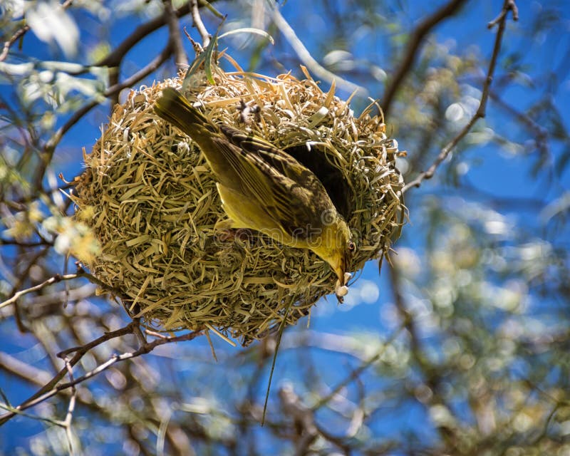 Cape Weaver stock photo. Image of green, adults, birds - 92160960