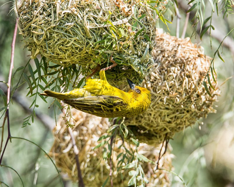 Cape Weaver stock photo. Image of insects, colorful, nature - 92162018