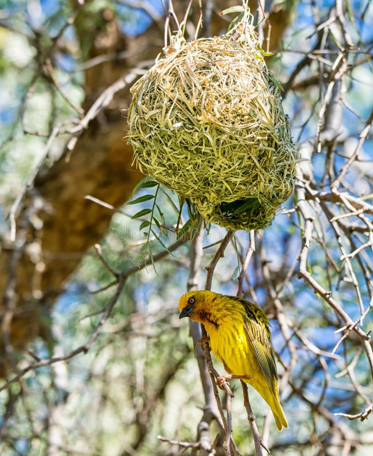 Cape Weaver stock photo. Image of colorful, capensis - 92162408