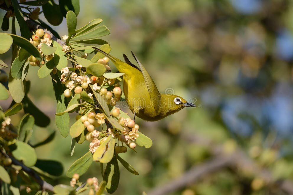 Cape White eye stock image. Image of kruger, berries - 52451155