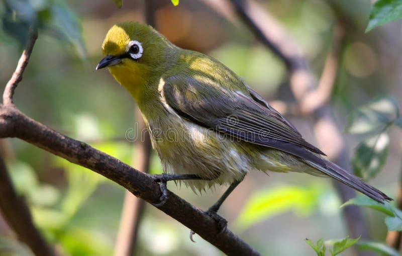 Cape White-eye - Zosterops Virens Stock Photo - Image of feathers ...