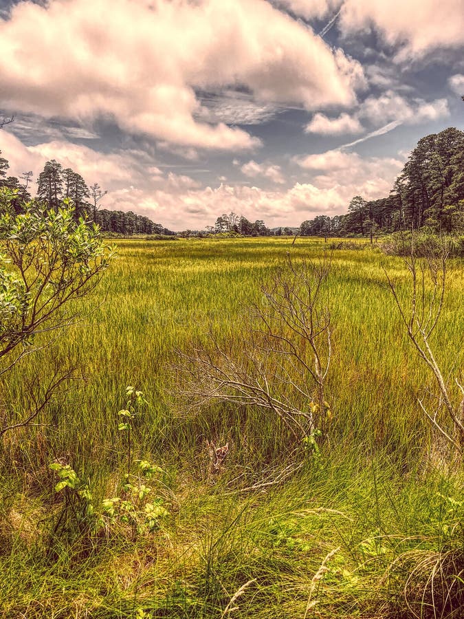 Scenic View of Wetlands Landscape Stock Photo - Image of grass ...
