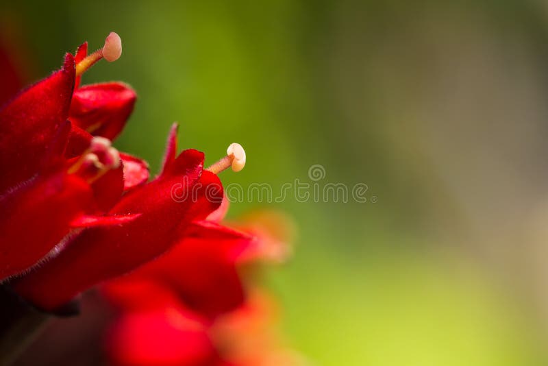 Capel of Red Flower in Garden Stock Image - Image of blossom, capel ...