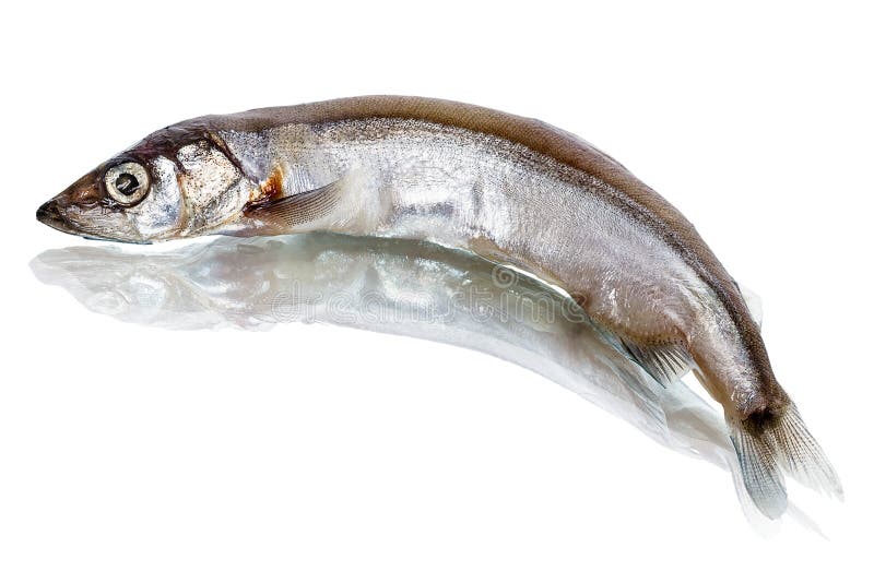 Poissons de capelan photo stock. Image du nature, animaux - 41905578