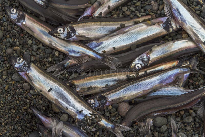 Capelin on the Beach in Newfoundland Stock Photo - Image of ...
