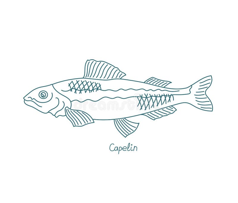 The Capelin or Caplin Fish. Mallotus Villosus. Open Paths. Editable ...