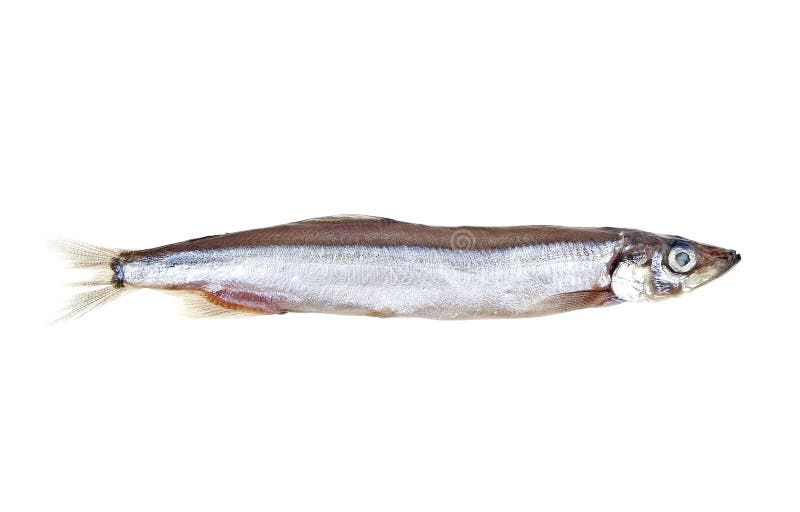 Capelin Fish Isolated on White Background Stock Photo - Image of tail ...