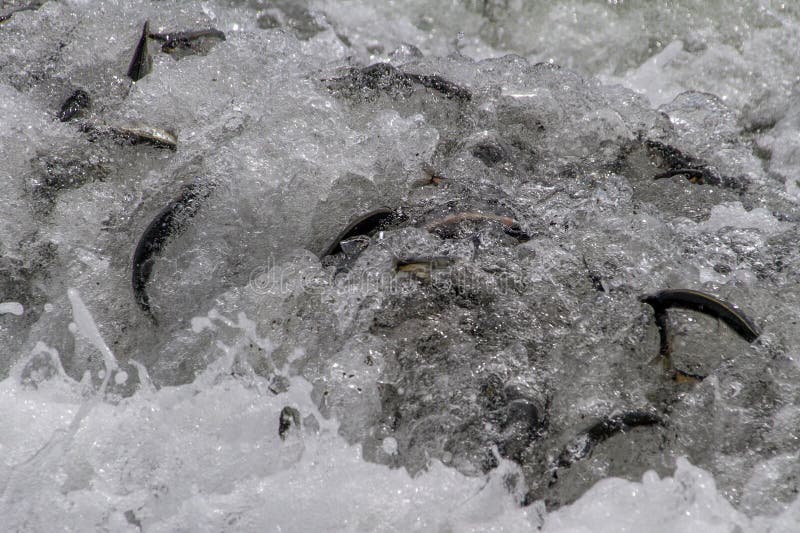 Capelin Rolling Stock Photos - Free & Royalty-Free Stock Photos from ...