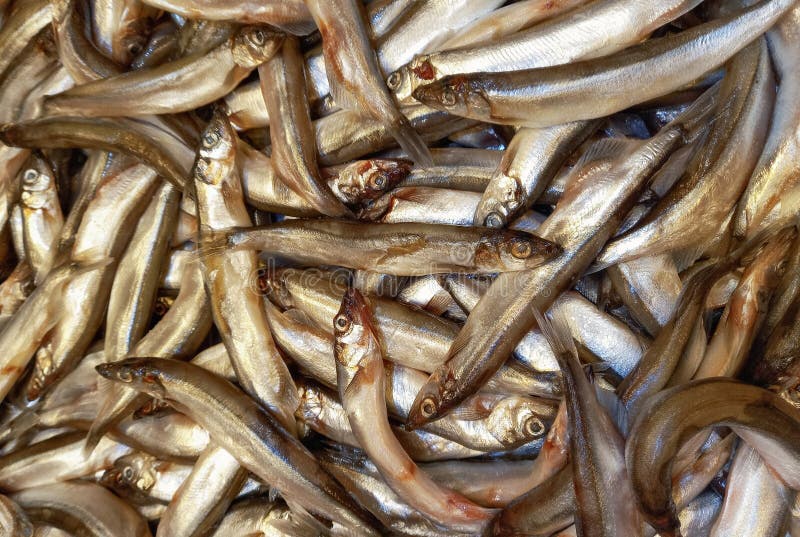 Capelin seafish background stock image. Image of marine - 318857511