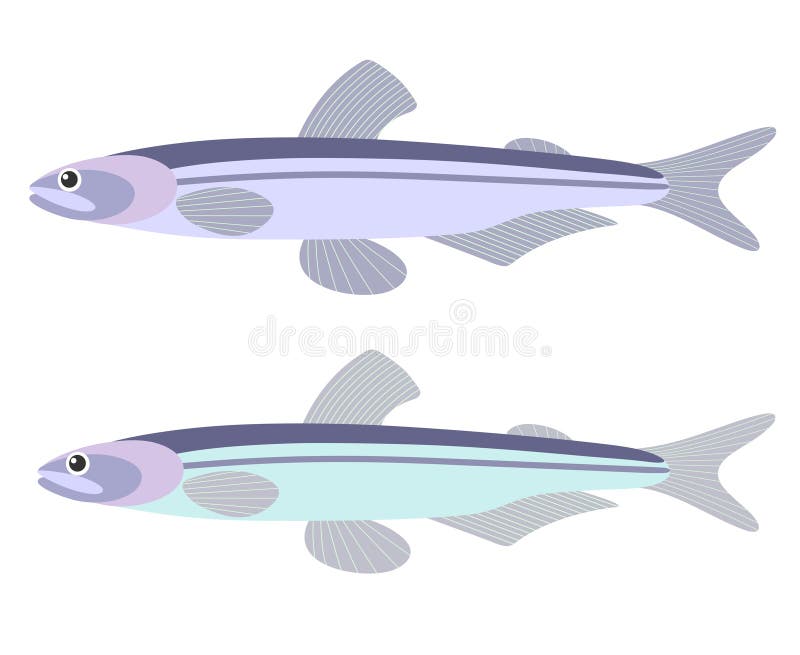 Capelin Stock Illustrations – 149 Capelin Stock Illustrations, Vectors ...