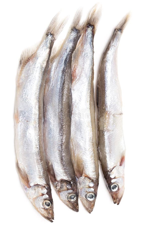 Capelin on a White Background Stock Photo - Image of tasty, isolated ...
