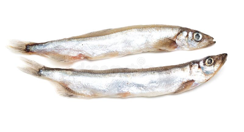 Capelin on a White Background Stock Image - Image of animal, capelin ...