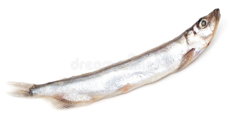 Capelin on a White Background Stock Image - Image of food, nutrition ...