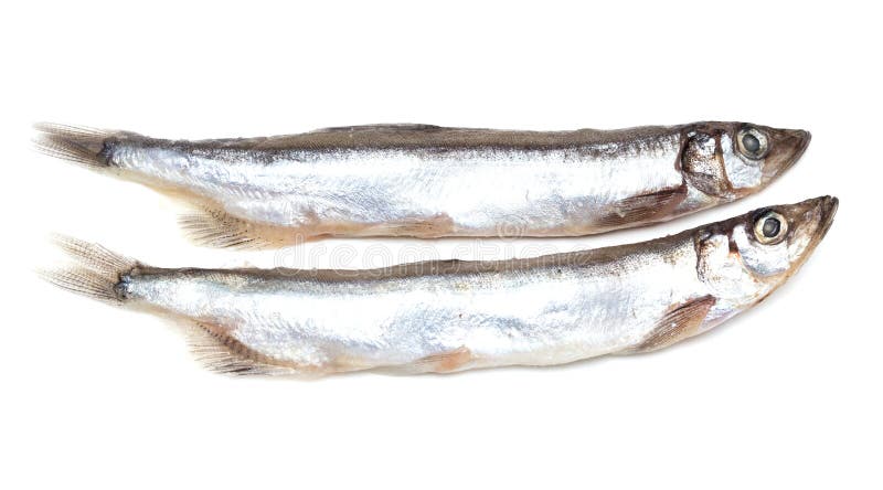 Capelin on a White Background Stock Photo - Image of wildlife, isolated ...