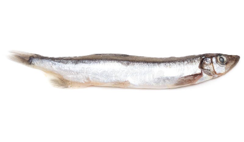 Capelin on a White Background Stock Image - Image of healthy, wild ...