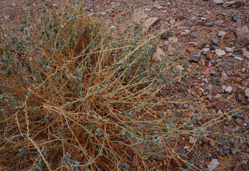 Caper or Capparis Sinaica Plant Grows in the Desert Stock Image - Image ...