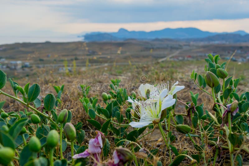 Caper bush stock photo. Image of closeup, mediterranean - 387594076