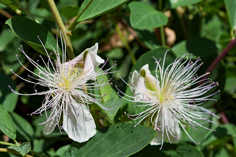 Caper Bush flowers closeup stock image. Image of cooking - 182892147