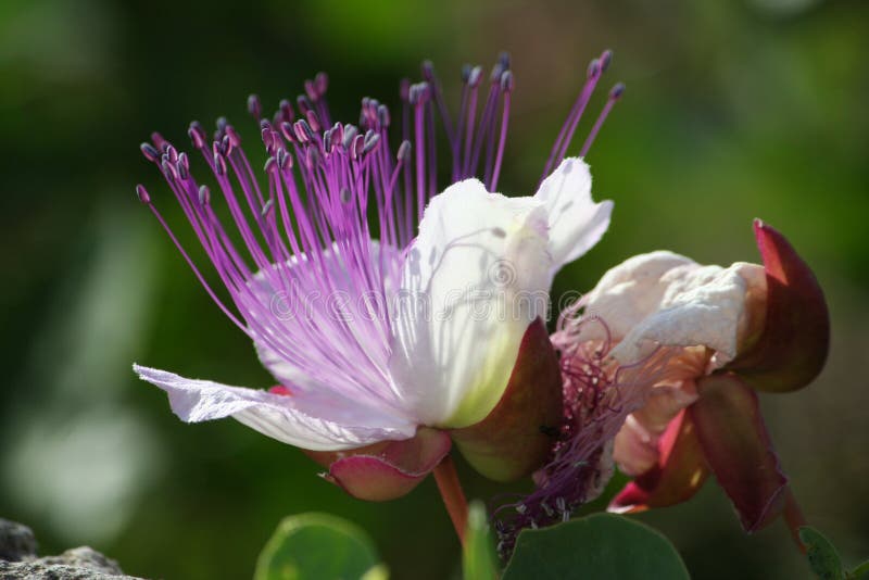 Caper plant in bloom stock photo. Image of capparaceae - 16762882
