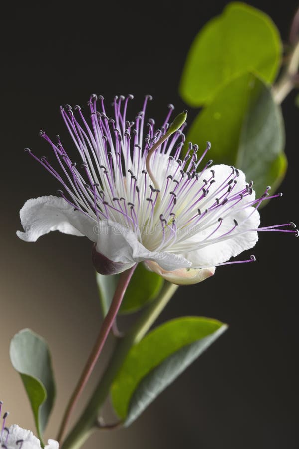 Caper flower stock image. Image of caper, close, green - 11178443