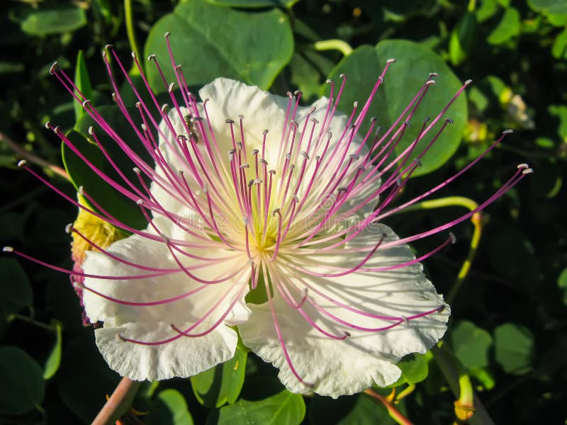 Caper flower stock image. Image of caper, close, green - 11178443