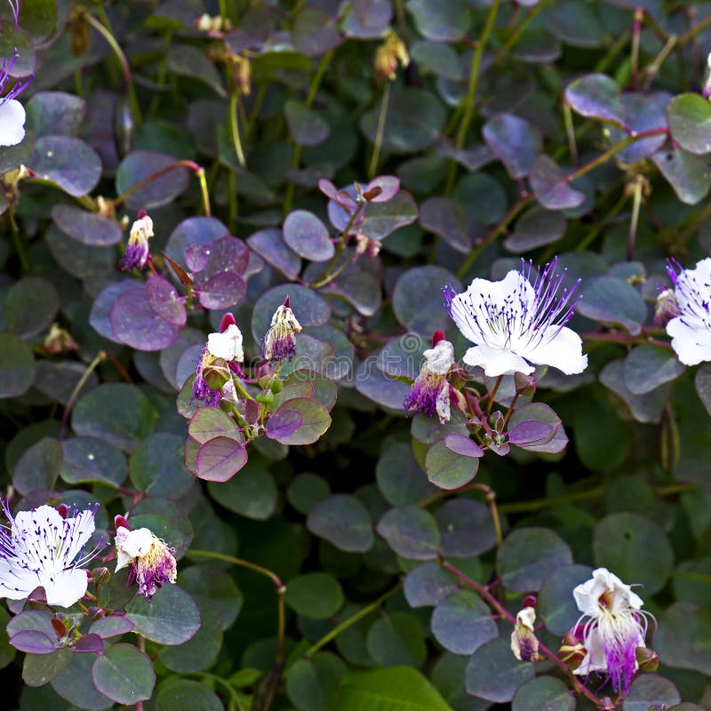 Caper stock photo. Image of isolated, ground, natural - 40529314