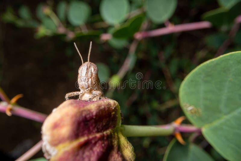 Caper Flower. Green Foliage. a Bug Peeks Out from Behind a Flower ...