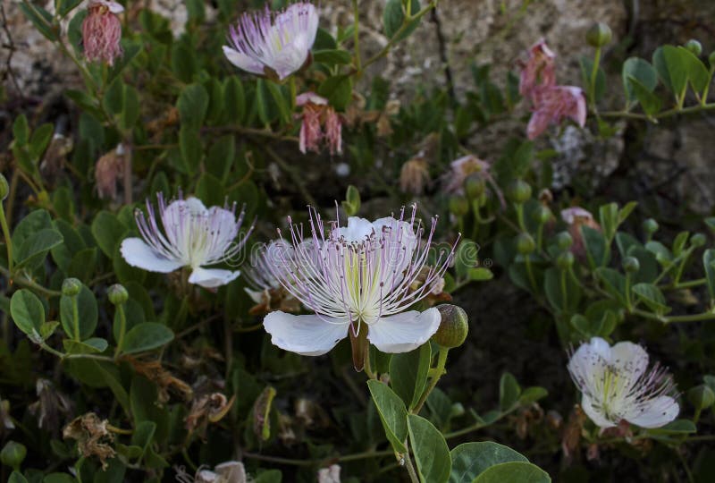 Caper Flower Photographed from Close Up Stock Photo - Image of capparis ...